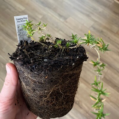 Creeping Moss Snowflake White Subulata Phlox Ground Cover 3 Well ...