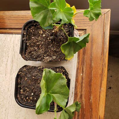 Natal Plum, Large Num Num Plant Cutting Organic Fruit Carissa ...