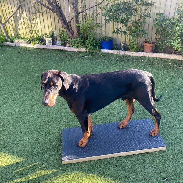 Dog Training Pivot Box and Place Board 2 Piece Bundle for Dog Agility ...