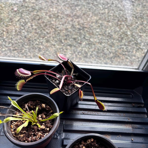 Ficus Thunbergii (oak Leaf Creeping Fig Aka Ficus Pumila Var ...