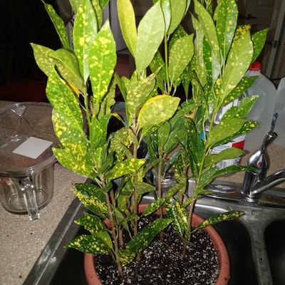 LIVE 6 Pot Ivy Plant, Hedera Helix, Plant Gift for Home, Dad Christmas ...