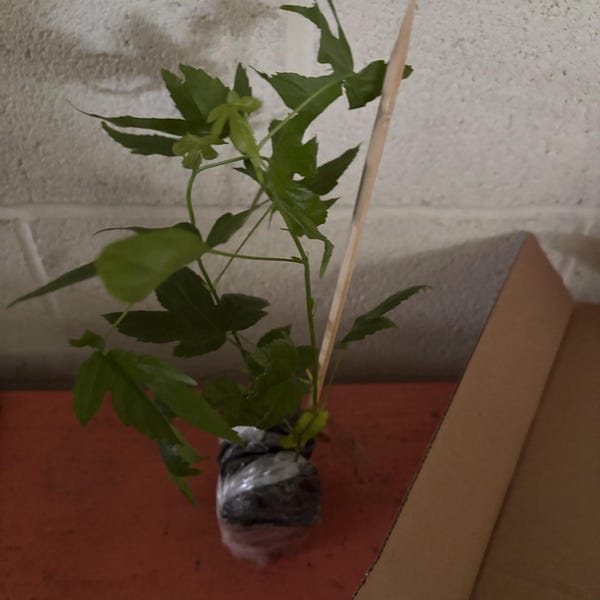 Athens Blue Princess Glory Bush Plant~~tibouchina Urvilleana~small ...