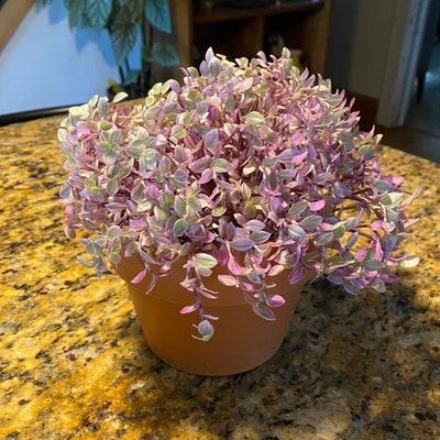 Callisia Repens Pink Lady Plant Pink Panther Creeping Inch - Etsy