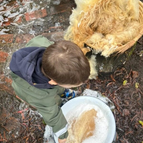 Natural Silver Birch Hardwood Round Log Slices Rustic Green Hard Wood ...