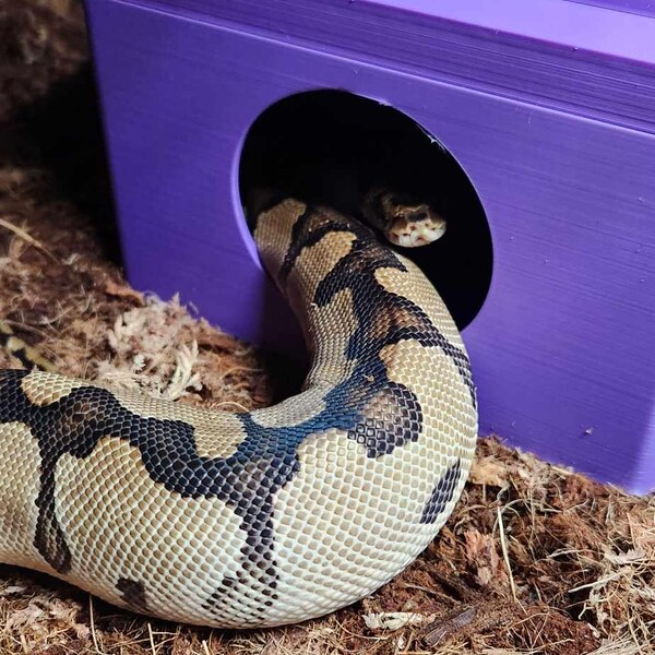 Zoo Med Basking Bulb 100w 2 Pack - Etsy