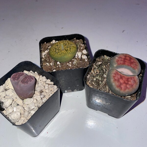 Lithop Random Mix - 3x Different Color/ Texture Lithops - 2" Inch Pots ...