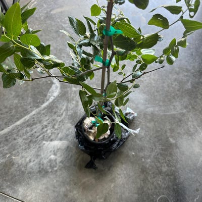 Jujube Li Tree 1 to 2 Feet Tall Grafted Tree Ship in 6 Pot - Etsy