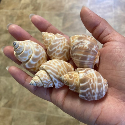 Pearl Umbonium Shells 1/4 1/2 1/4 Cup 85-100 Shells - Etsy