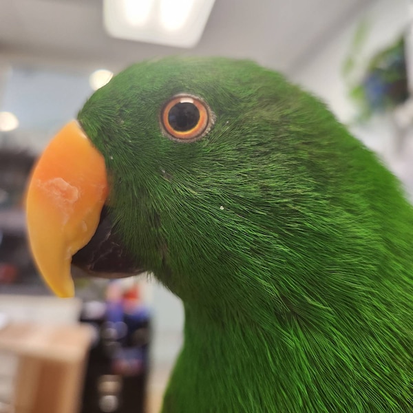 Freeze Dried Mixed Nuts Battered Banana Slices 2.5 Oz - Etsy