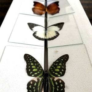 Butterfly Mounting Kit for Beginners With Real Butterflies - Etsy