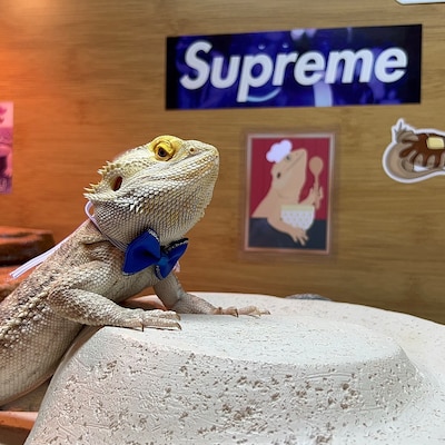 Bearded Dragon Eating Giant Burrito Tank Decor 3x4 Art - Etsy