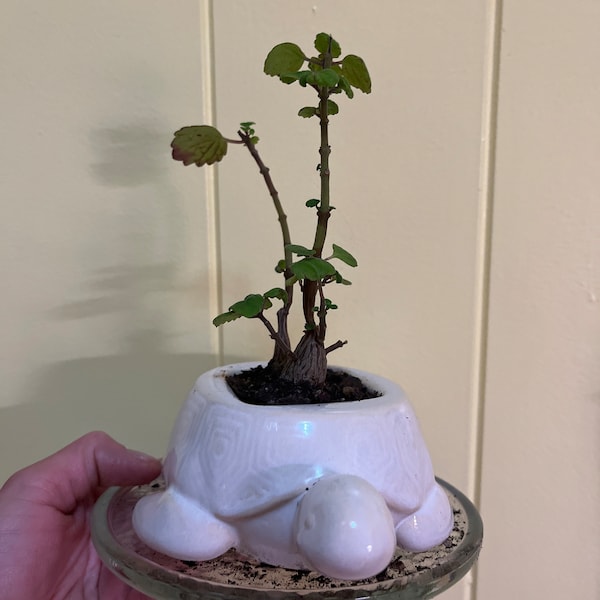 Bonsai Mint (plectranthus Ernstii Caudex) - Etsy