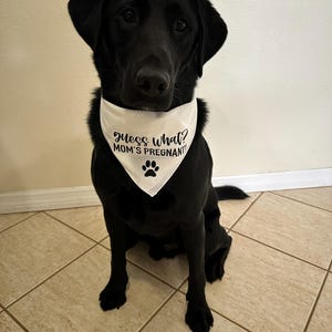 Ball-less & Flawless Dog Bandana, Funny Dog Bandana, Neuter Bandana ...