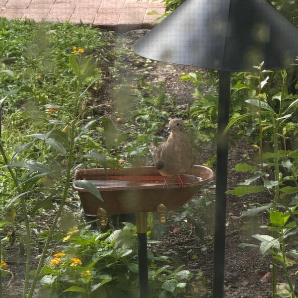 20” Rust Bird Bath With Stand - Etsy