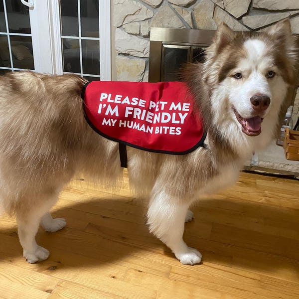 5-pack ADOPT ME Bandana Scarf for Rescue Dogs - Etsy