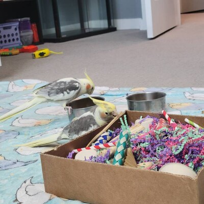 5 Bamboo Firecracker Talon Toys Bird Toys for Pet Parrots by - Etsy