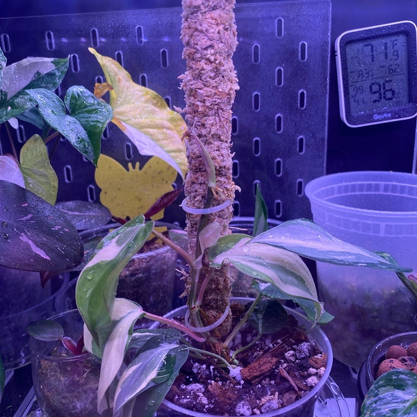 Mini Sphagnum Moss Pole for Climbing Plants | 1ft & 1.5ft Moss Poles - Etsy