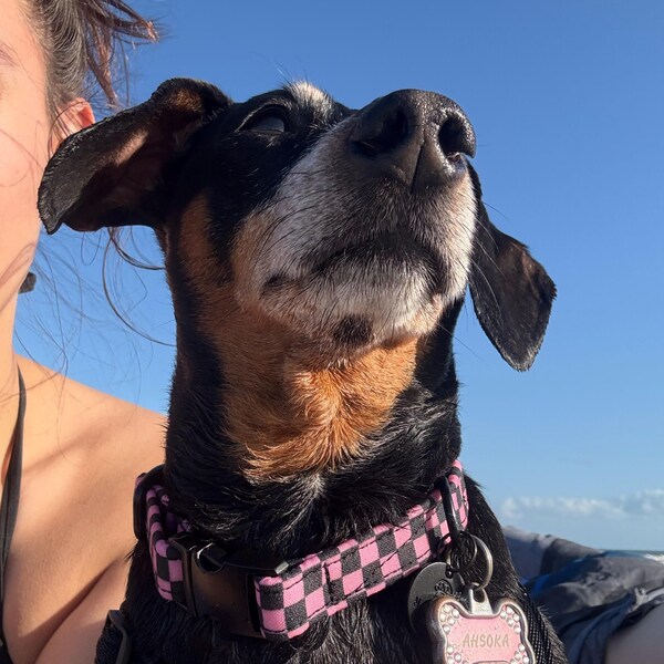 Luxe Blue Sapphire Velvet Key Fob Wristlet | Winter | Rose Gold, Gold ...