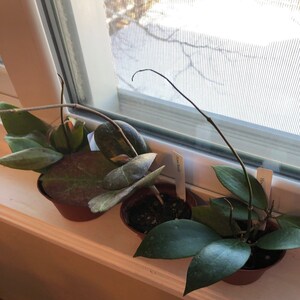 Hoya Kicki, Hoya Hybrid, Rooted Plant Shipped in 2.5 Pot. - Etsy