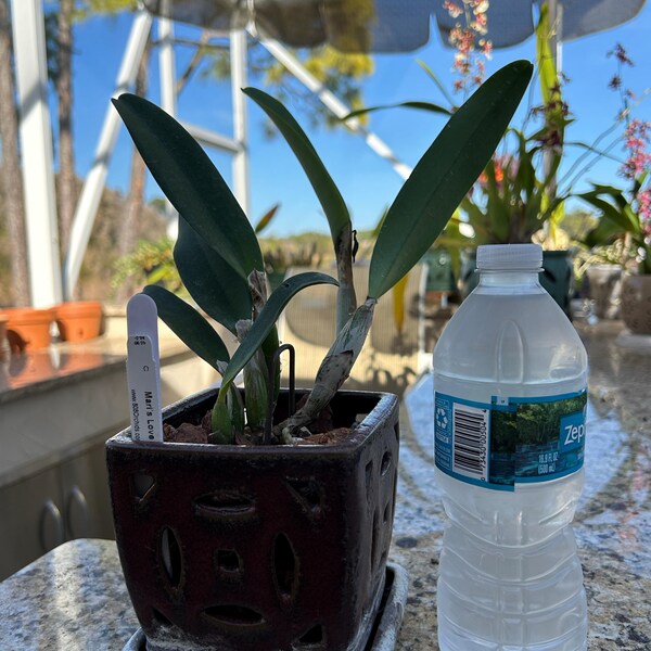 Lc Mari's Love 'taka' Blooming Size Compact Growing Cattleya Orchid ...