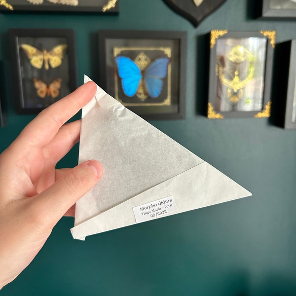 Morphidae - Morpho Rhetenor Cacica - Mounted - Butterflies for Your Art ...