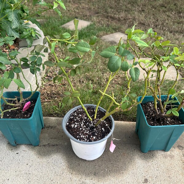 Princess Sakura. 樱花公主 Japanese Rose.continue Blooming. Disease ...