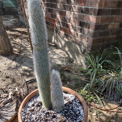 Silver Torch Cactus Cleistocactus Strausii Remarkable Premium Cactus - Etsy