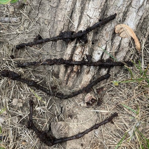 5 Wild Orange Day Lilly Plants Root System Only Twany Ditch - Etsy