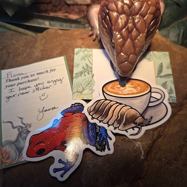 Velvet Spider Sticker - 3.5 Inch Glossy Sticker - Ladybird Spider ...