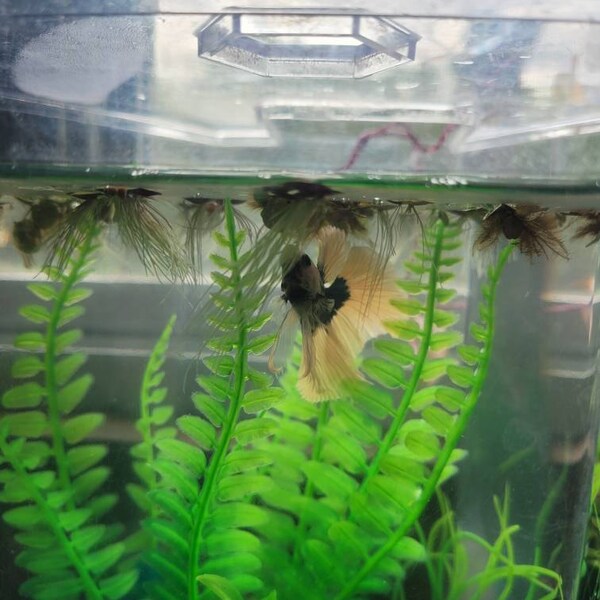 Starter Houseplant Cutting Bundle Satin Pothos, Pearl and Jade Pothos ...