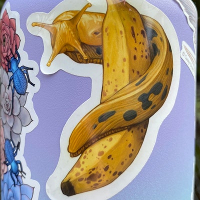 Banana Slug Sticker - Etsy