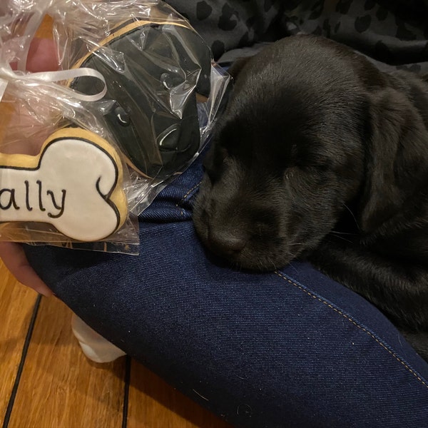 Black Lab Dog Theme Party Favors, Great Veterinarian Gift Idea, Dog ...