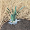 Aloe Divaricata Diablo mr. Toothy Aloe, Brilliant Red Teeth at the ...