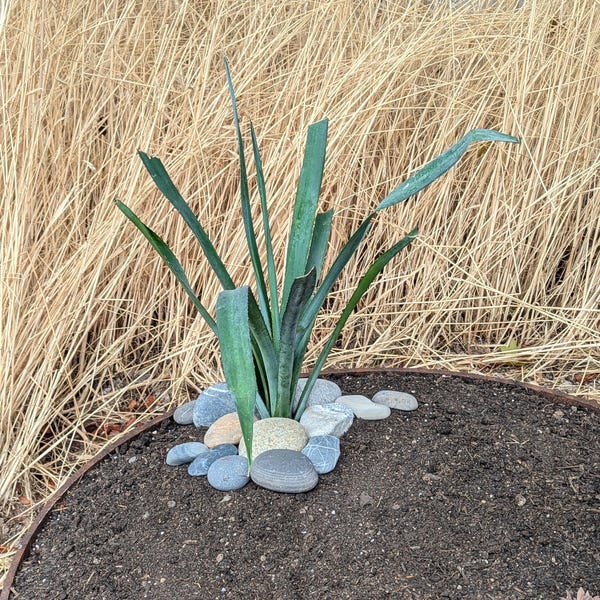 The Agave Tequilana Hybrid. the Leaves Are Reddish-green, Thick, and ...