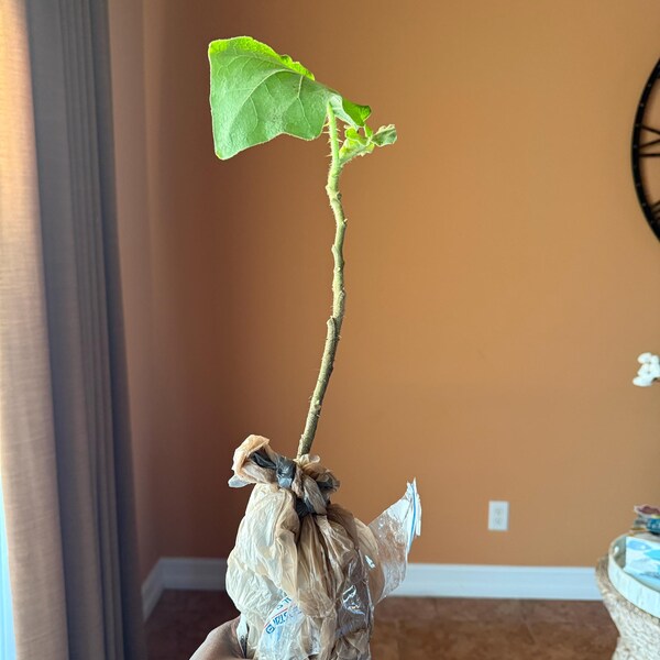 Bruce Canistel Seedling - Egg Fruit - Pouteria Campechiana - Zapote ...