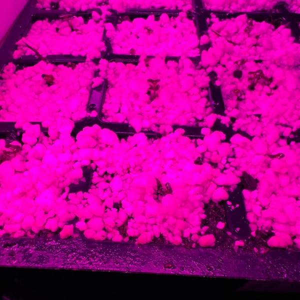 Gochu Pepper Seeds, Korean Kimchi Chili Pepper, Grown in USA , High ...