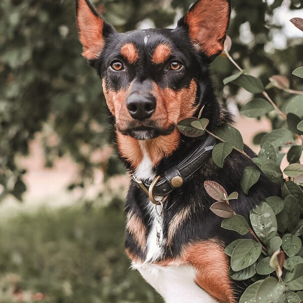 Tree Hugger (desktop and Mobile Lightroom Single Preset for Instagram ...