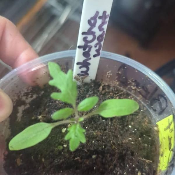 Hungry Like the Wolf Tomato Seeds From Bill Yoder Duran Duran Line ...