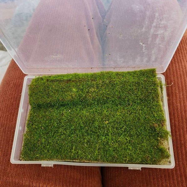 Live Clean and High Quality Planted Sheet Moss & Cushion Moss for ...
