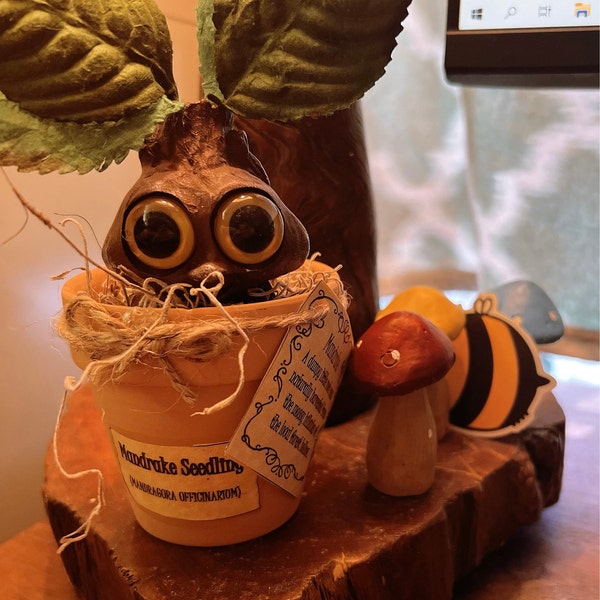 Mandrake Plant Seedling - Adorable Magical Root in A Small Terracotta ...