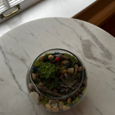 Sea Glass & Driftwood Terrarium Kit, Succulent Gift Box, Cactus ...