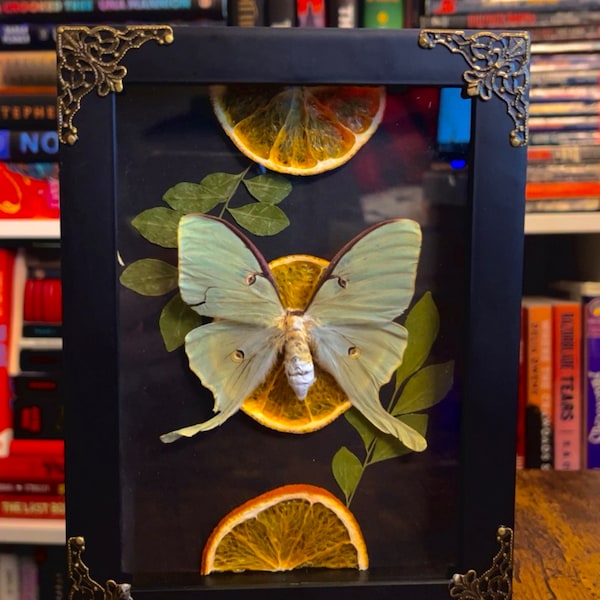 Framed Snake, Real Snake, Snake Skeleton, Oddities Gift, Unique Gift ...