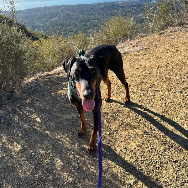 Element Biothane® Lead, Dog Leash, Cleanable, Comfortable - Etsy