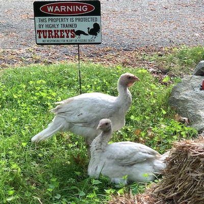 Funny Turkey Sign, Funny Warning Sign for Turkeys, Turkey Farmer Gift ...