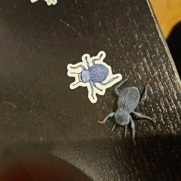 Blue Death Feigning Beetle Sticker - Etsy