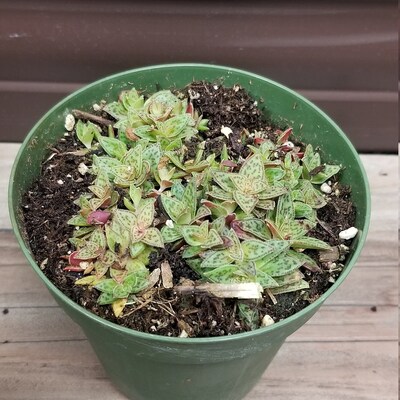 Crassula Picturata tiger Jade 4 - Etsy