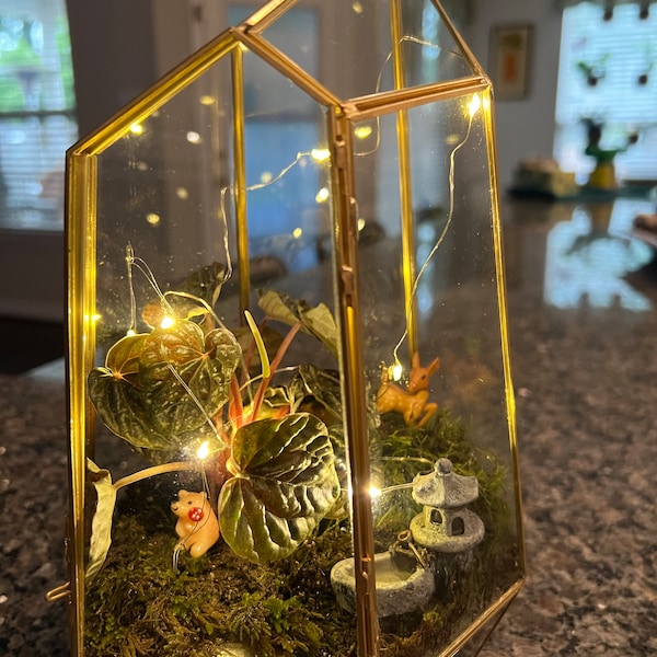 Large Terrarium Kit DIY / Live Moss / Tropical Plant, Bioactive ...