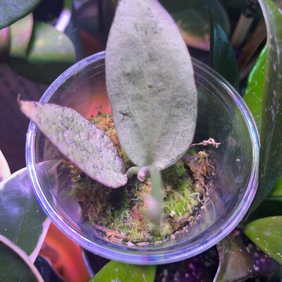 White Princess Philodendron, Pink & White Philodendron, PPP, WPP, High ...