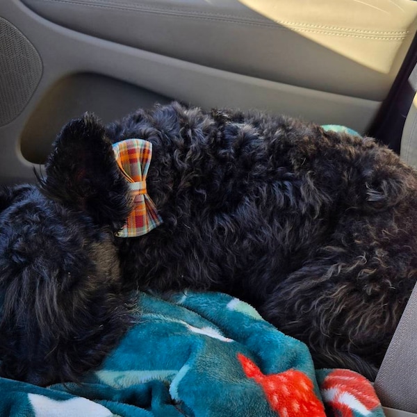 Custom Tartan Personalized Dog Collar, Matching Dog Bowtie, Dog Leash ...