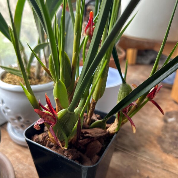 Preorder-zygopetalum 'blooming Fool' X '9 Flowers' Orchid in 3" Pot ...